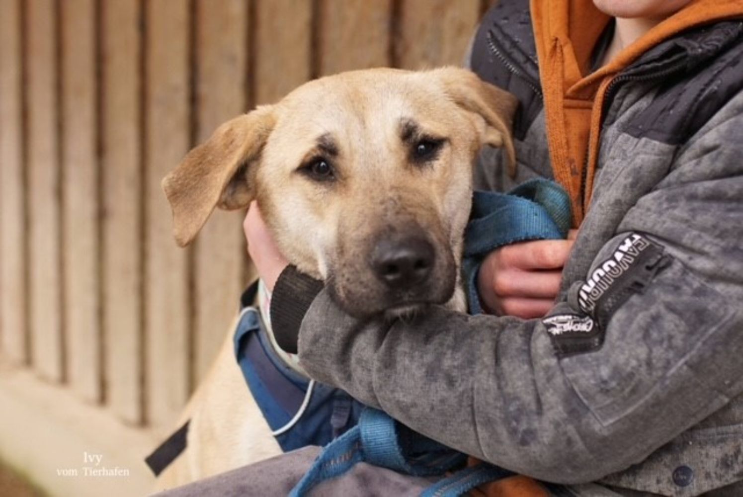 Hund Ivy - Tierschutzverein Ettlingen